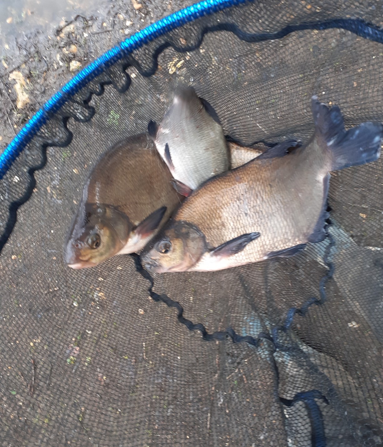 Bordeaux Pit – Update – Saffron Walden Angling Club